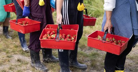 Деякі українці які живуть у Фінляндії вирішили що збором полуниці займатися не варто