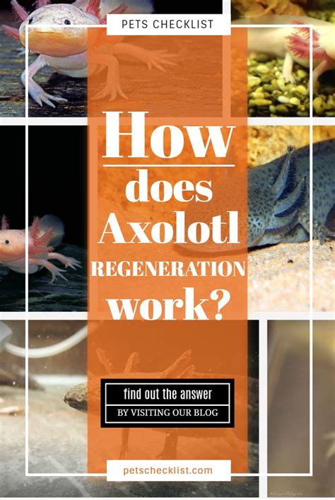Axolotl Regeneration How Does This Fascinating Phenomenon Work Regeneration Axolotl Phenomena