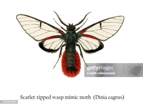 Noctuid Moth Photos And Premium High Res Pictures Getty Images