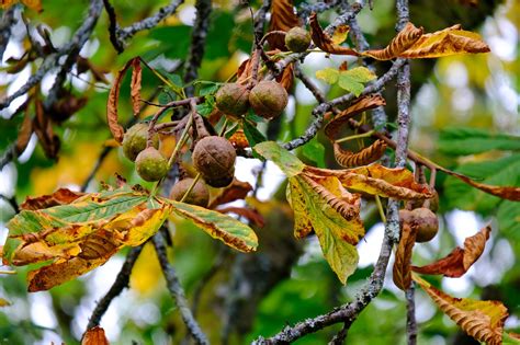 Gila Biji Daun Daun Pohon Foto Gratis Di Pixabay Pixabay