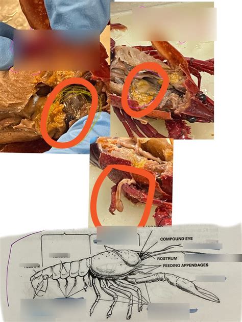 Crayfish Dissection Diagram Quizlet