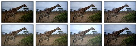 Image Augmentation — Mxnet Documentation