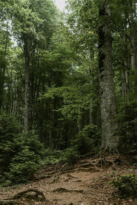 경치 경치가 좋은 고요한 광야 그늘 나무 껍질 나무 줄기 나뭇잎 낙엽 녹지 덤불 등산로 루트 경로 맑은 공기 무성한 방해받지 않는 산림 흔적