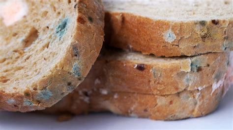What Does Mold Look Like On Bread Signs Types And Prevention Tips