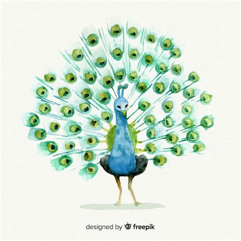 Free Vector Peacock In Watercolor Style