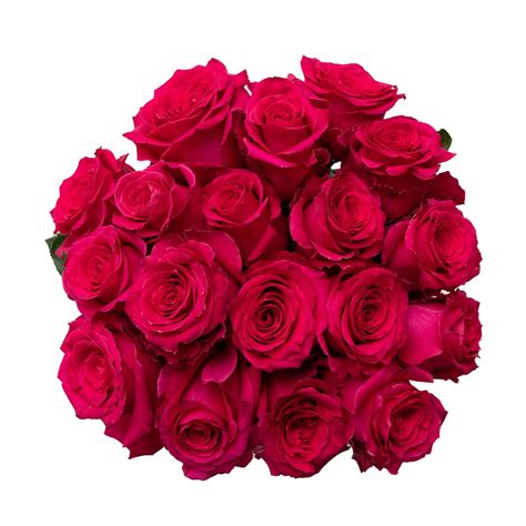 Full Monty Roses Wholesale Flowers Rose Flowers Today