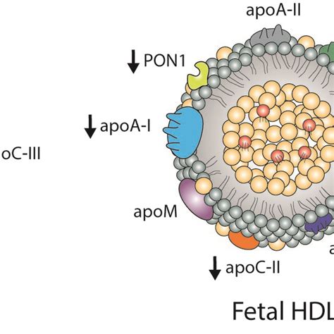Schematic Representation Of Differences Between Adult And Fetal HDL Download Scientific