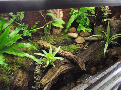 How To Build A Dart Frog Vivarium