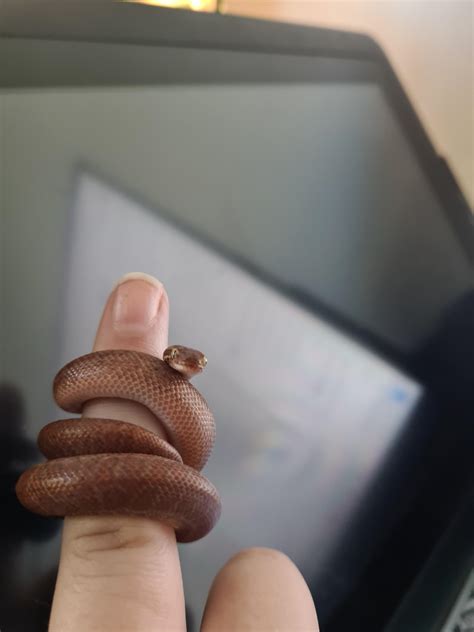 This Is Arietti A Six Month Old Pygmy Python Rtinyanimalsonfingers