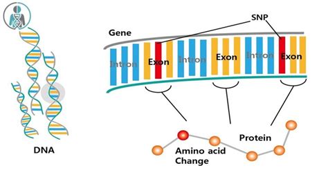 آزمایش Ngs یا نسل نوین توالی یابی هارمونیک