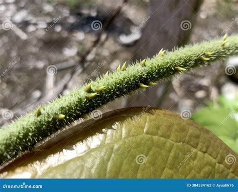 Closeup Of Stem Full Of Thorns And Hair Stock Photo Image Of Setosa Ecology