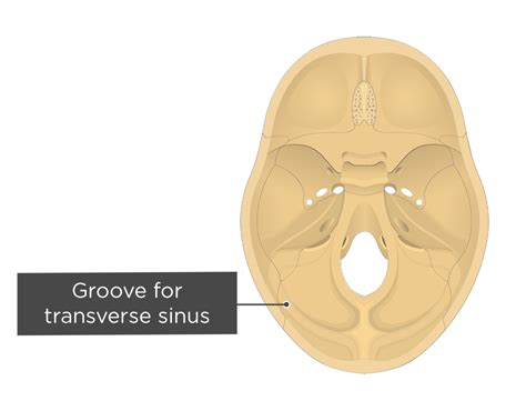 Fileoccipital Bone Groove For Transverse Sinus Png Wi