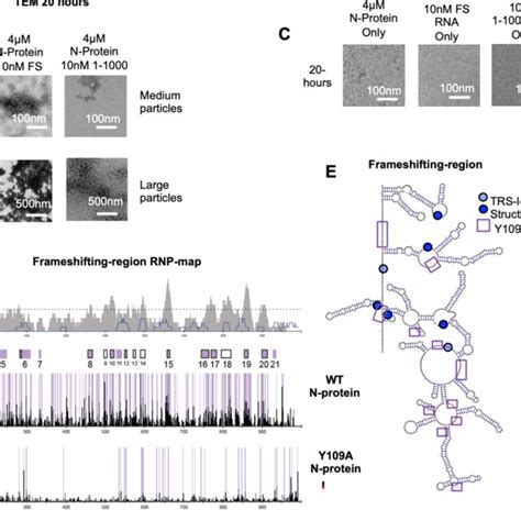 rna sequence structure encodes n protein genome interactions download scientific diagram