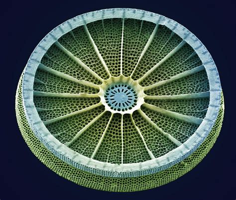 Diatom Alchetron The Free Social Encyclopedia