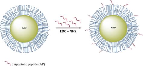 Immobilization Of Ap On The Surface Of The Pegylated Aunp Via Edc Nhs