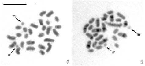 A Oogonial Prometaphase Conventional Staining B Spermatogonial Download Scientific