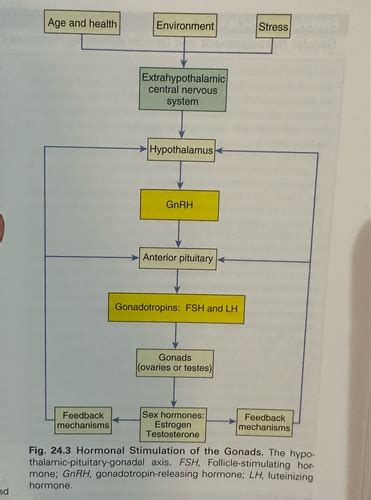 Ch 24 Structure Function Of The Reproductive System Flashcards Quizlet