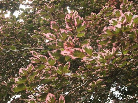 Dwarf Tri Color Beech Tree Tree Tour Facilities The University Of