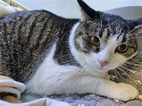 코리안숏헤어 복순이 미니비숑프리제성격 토이푸들성격 골든리트리버성격 래브라도리트리버성격 닥스훈트성격 도베르만성격 말티치성격 말티폼성격 보더콜리성격 프렌치불독성격 빠삐용성격