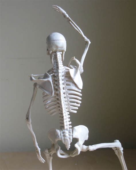 Illustration Fixation Skeleton Model