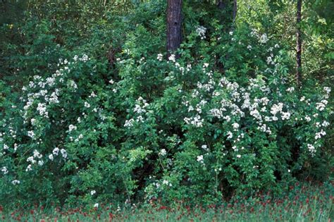 Rosa Multiflora The Definitive Guide To Care Characteristics And