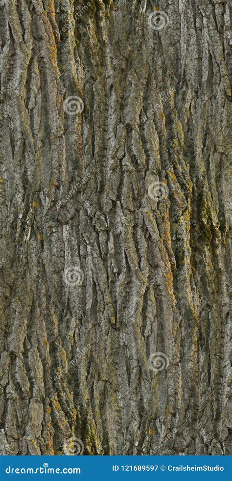 Tree Trunk Seamless Texture Background Stock Image Image Of Wooden Design 121689597