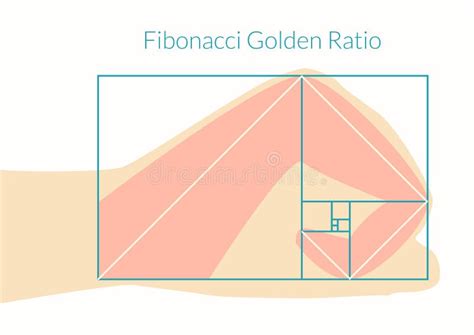 Human Hand Fibonacci Ratio Stock Vector Illustration Of Fibonacci