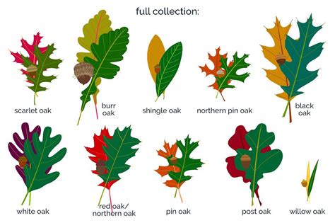 Midwest Oak Leaves And Acorns By 13sparrows On Creativemarket Tree