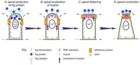 Model Of Fog Function In Controlling Cell Shape Change A The Download Scientific Diagram