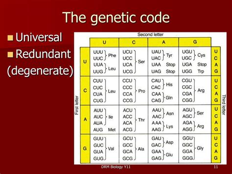 Ppt Transcription And Translation Powerpoint Presentation Free