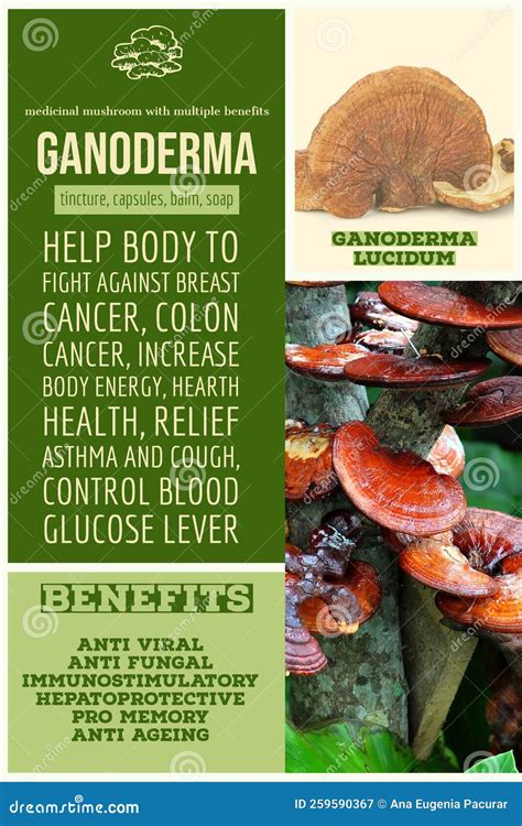 Medicinal Herbs Benefits Herbalist Advise Ganoderma Lucidum Stock Illustration