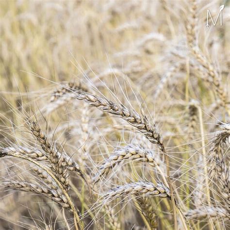 Difference Between Straw And Hay