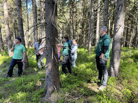 Bark Beetle Attack Early Stage Detection In The Krkonoše Mts Tilspec