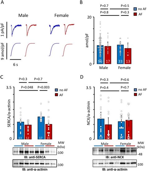 Influence Of Sex On Intracellular Calcium Homoeostasis In Patients With