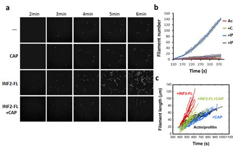 Cap Inhibits Inf2 Mediated Nucleation Observed By Tirf Microscopy A Download Scientific