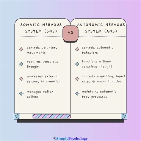 Somatic Nervous System Receptors