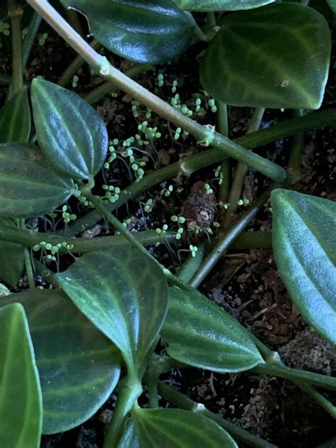 Whats This Growing On My Beetle Rindoorgarden