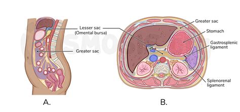 Wk 1 Peritoneum This Diagram Shows The Cross Section Of