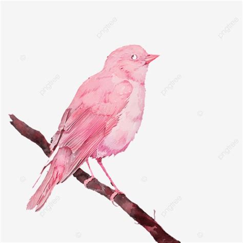 검은 종이에 분홍색 새의 수채화 그림 분홍색 새 수채화 검은 종이 Png 일러스트 및 이미지 에 대한 무료 다운로드