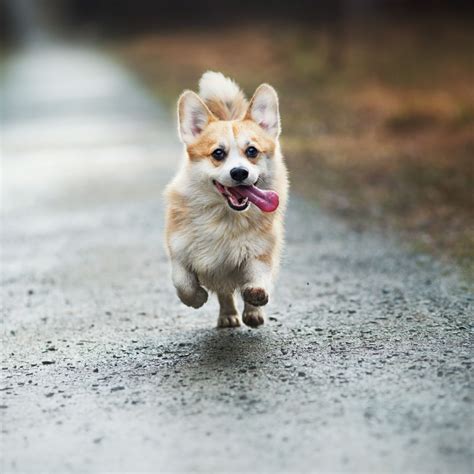 Refill Request Form Commerce Veterinary Clinic