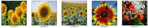 Tensorflow神经网络模型 鲜花种类识别tensorflow 花卉模型训练 Csdn博客
