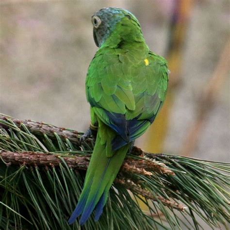 Dusky Headed Conure