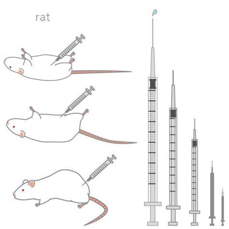 190 Tikus Laboratorium Ilustrasi Foto Stok Potret And Gambar Bebas