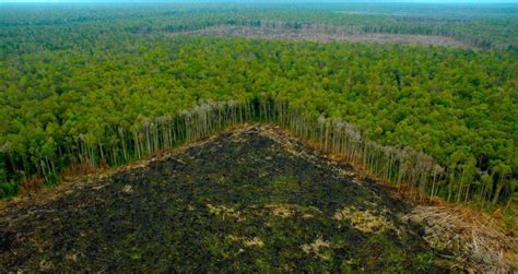 La Deforestación En Colombia Creció Un 8 Durante 2020 Hanna