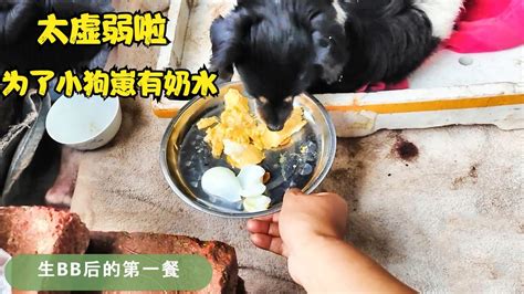 产后体力消耗殆尽的流浪狗妈妈，强撑着身体狼吞虎咽的吃下蒸蛋 Youtube