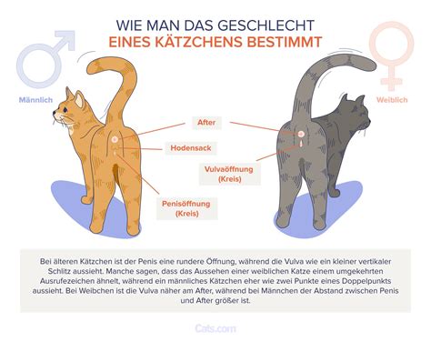 Leitfaden Zu Den Genitalien Von Katzen Von Einem Tierarzt Verfasst