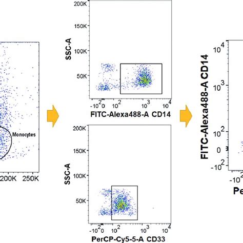 Gating Of The Cells Cd14 And Cd33 Labeled Cells Three Groups Of Cells