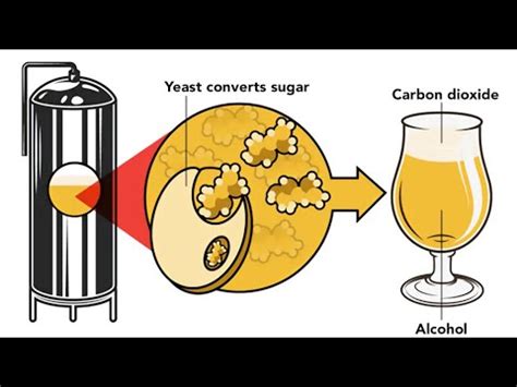 Fermentation And The Science Of Biotechnology Behind It Minutes Microlearning YouTube