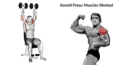 What Muscles Do The Arnold Press Work