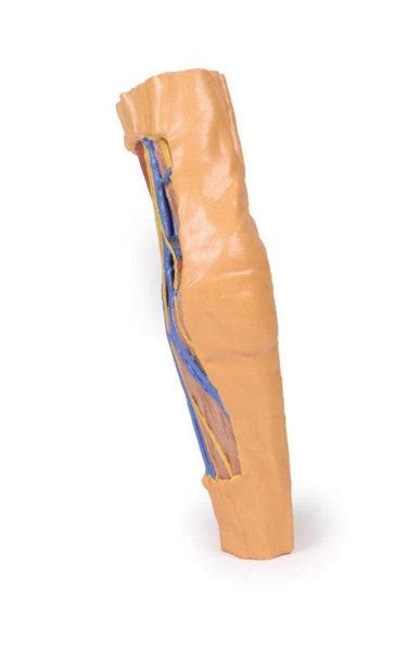Cubital Fossa 3d Printed Anatomy Model Cubital Fossa Anatomical Models Anatomystuff